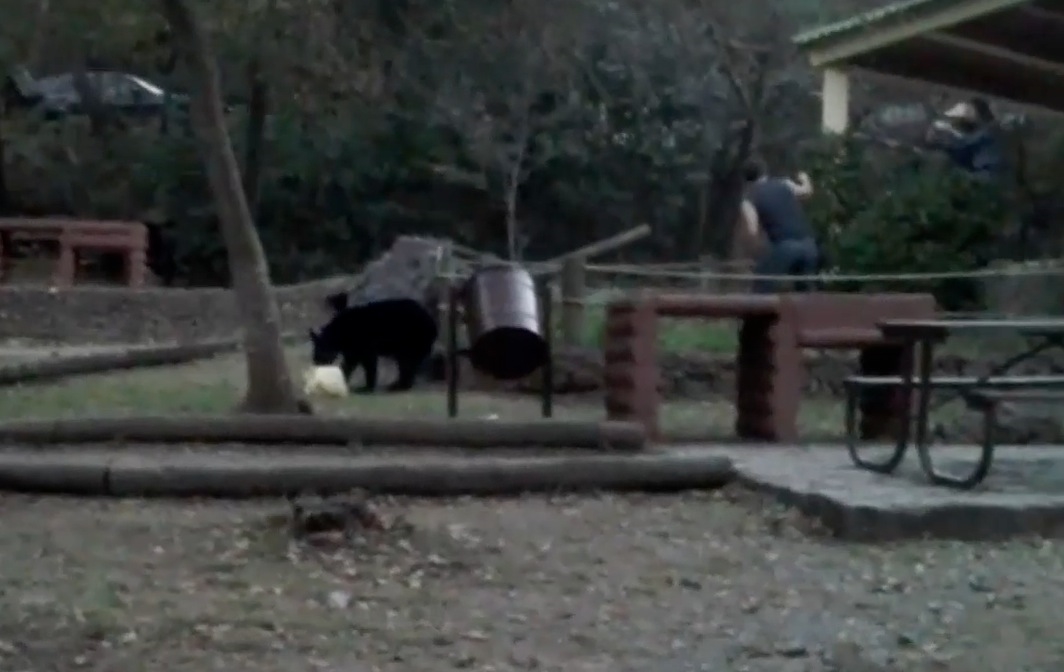 Sorprende oso en Parque Ecológico Chipinque