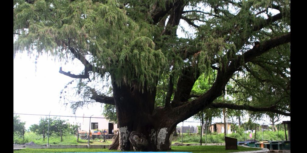 Árboles en México, destacan por su historia y belleza