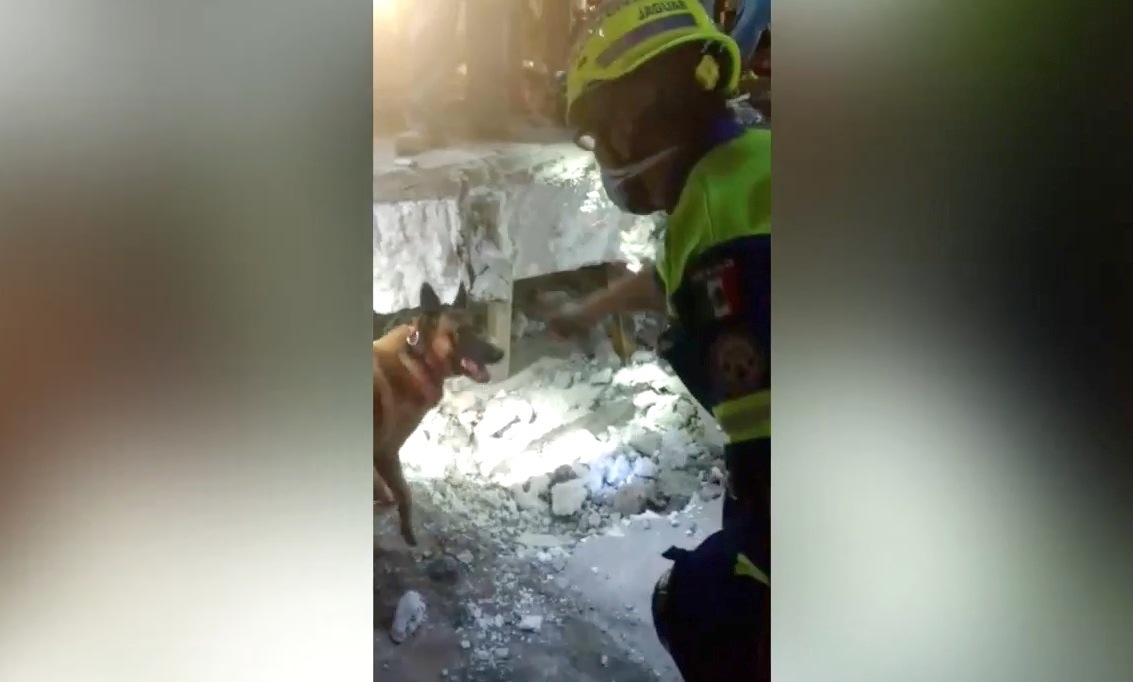 Maya la perra rescatista ya busca vidas bajos los escombros