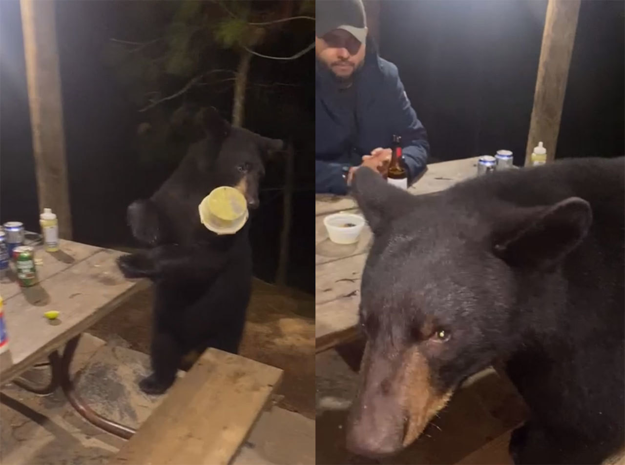 Regios son sorprendidos por un oso y le invitan una 'cheve'