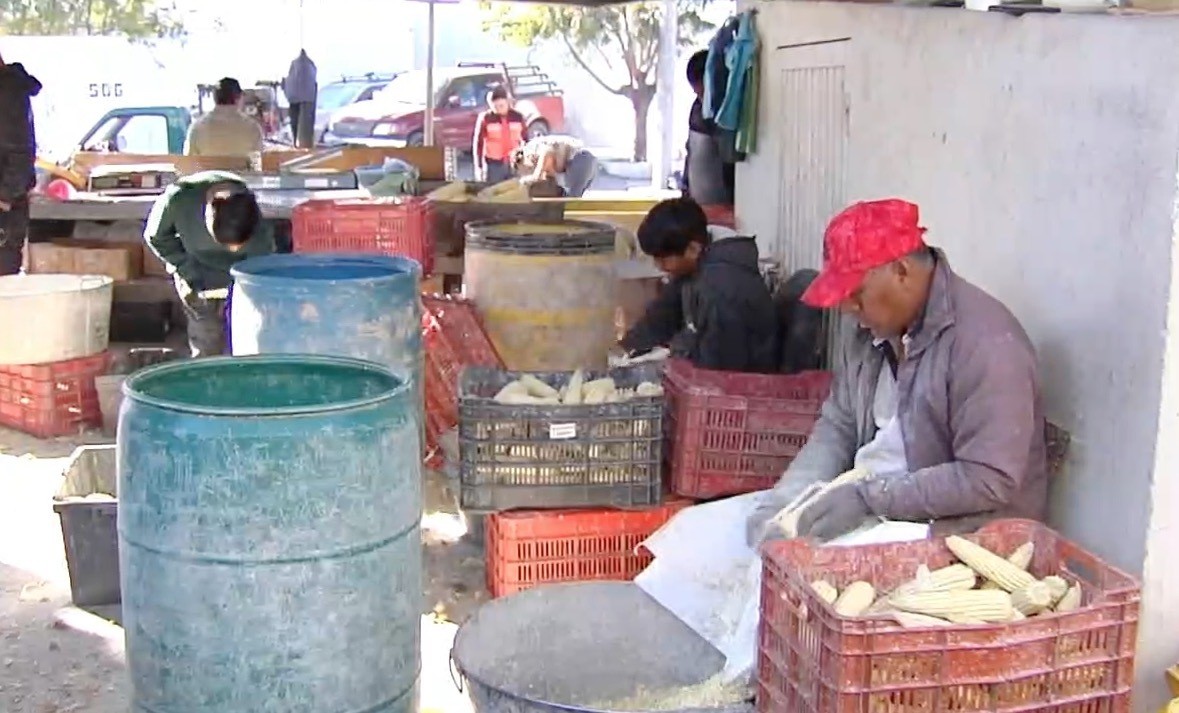 ¡Sí hay elotes! Con esfuerzo y labor se fortalece su venta