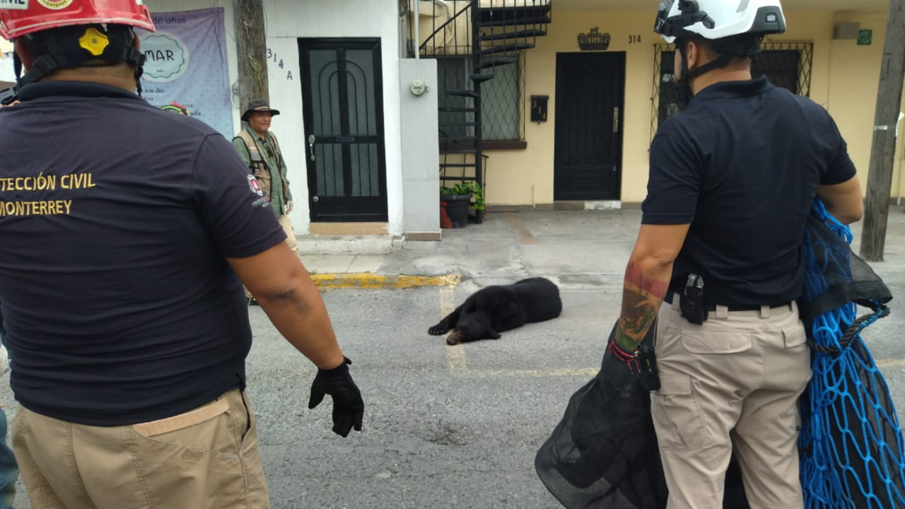 Sedan a oso en colonia Paraíso para trasladarlo