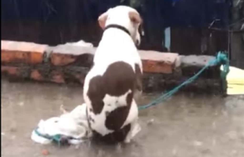 Perro en la azotea sufre de intensa granizada