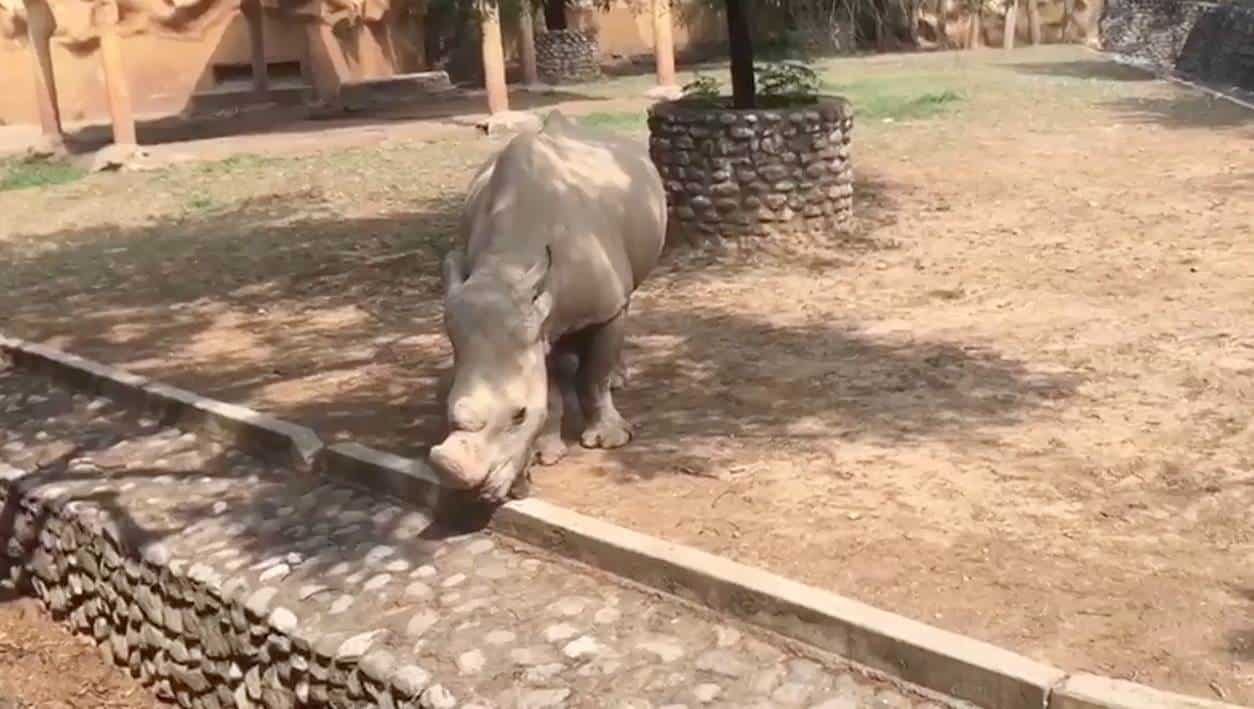 Zoológico del Parque La Pastora exhibe deterioro y riesgos