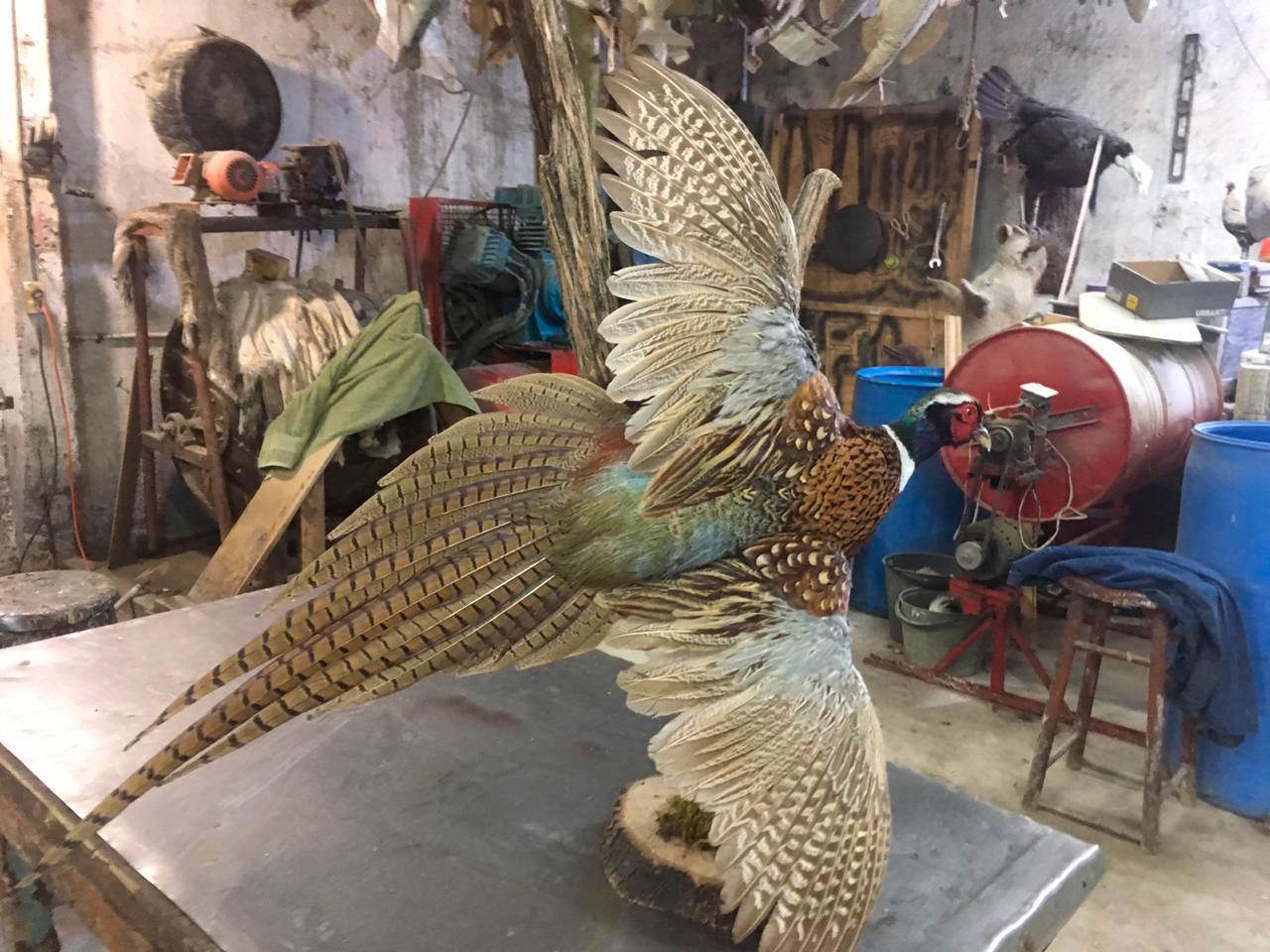 Taxidermia: el oficio de disecar animales