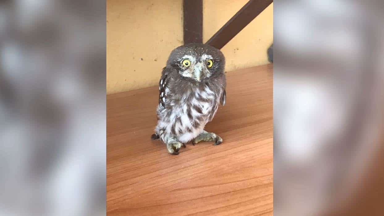Rescatan a búho en la Col. México