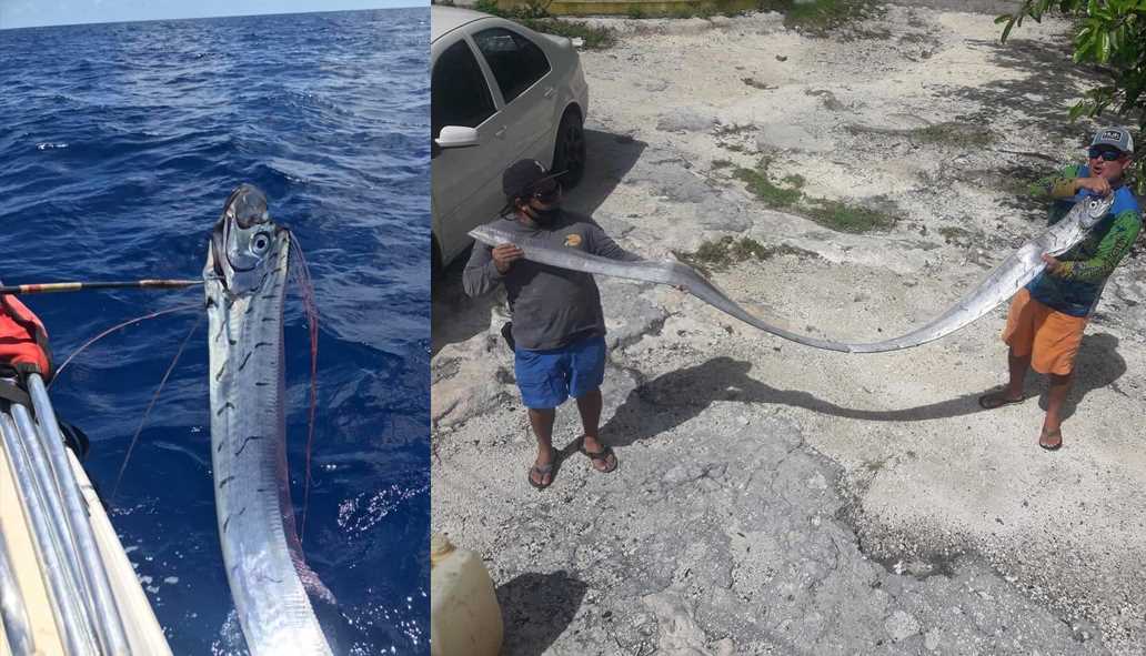 Hallan en Cozumel mítico pez que se creía que presagiaba tsunamis y sismos