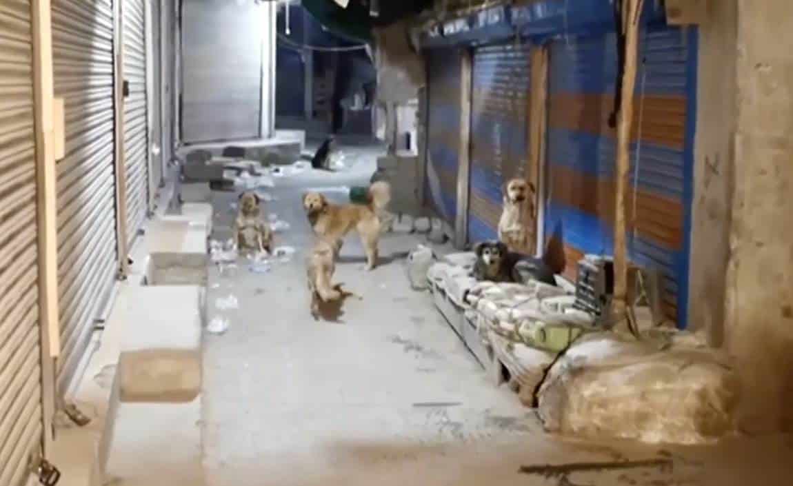 Jauría de perros ¿cómo entender su comportamiento?
