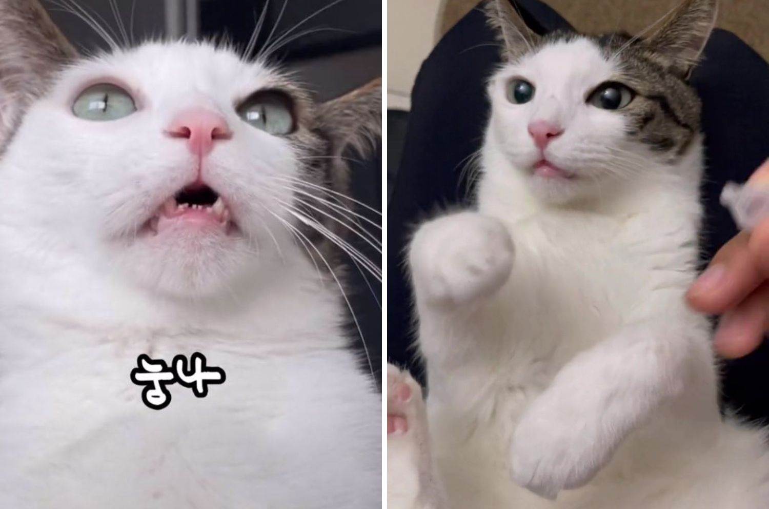 Gato coreano dice grosería mexicana y se hace viral