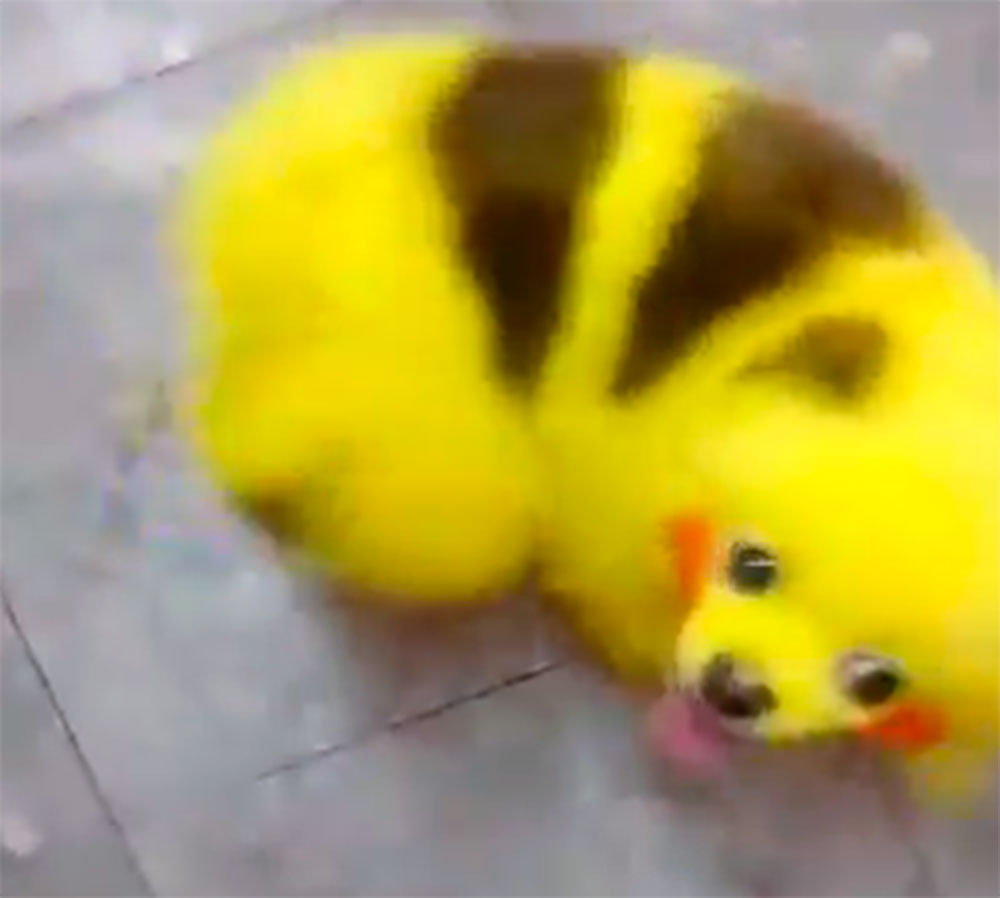 Video: Tiñe a su perro como Pikachu